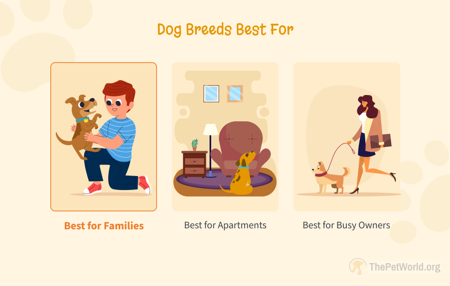 Springador Dog Breed - History, Health, and Facts