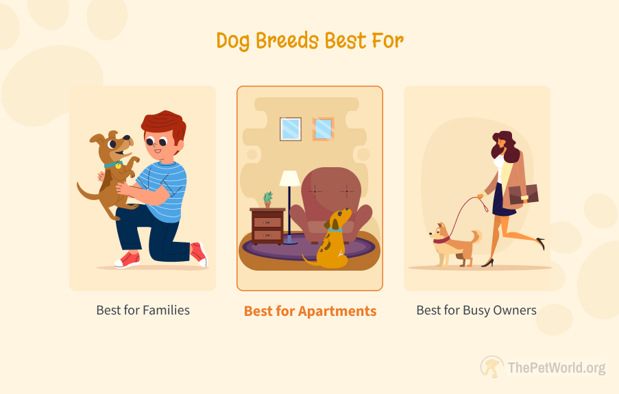 Bolognese Dog- History, Facts, Care, Health and More