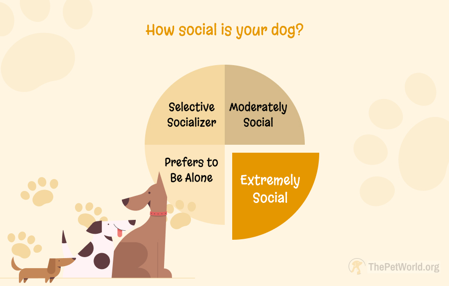 Springador Dog Breed - History, Health, and Facts