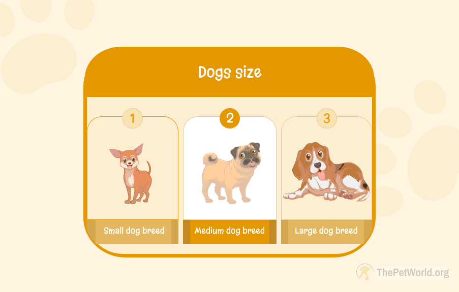 American Pit Bull Terrier - Complete Breed Profile