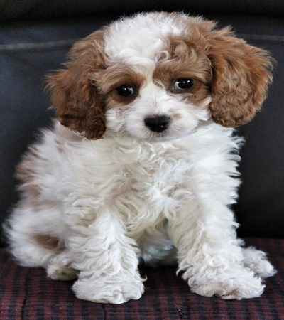 Cavapoo Dog Breed - Information, Facts, Ratings and More