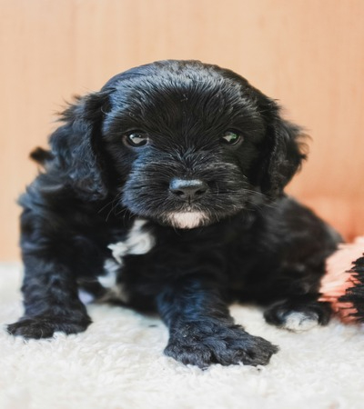 Cavapoo Dog Breed - Information, Facts, Ratings and More