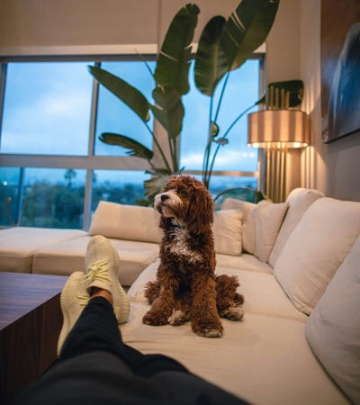 Cavapoo Dog Breed - Information, Facts, Ratings and More