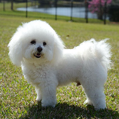Bolognese Dog- History, Facts, Care, Health and More