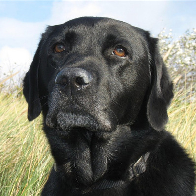 Afador Mixed Dog Breed - Information and Facts