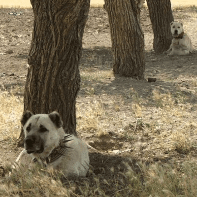 Akbash Dog Breed - All You Need To Know About Turkish Akbash