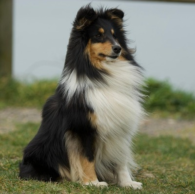Border Sheepdog Breed - Facts, Pet Ratings, Care and More