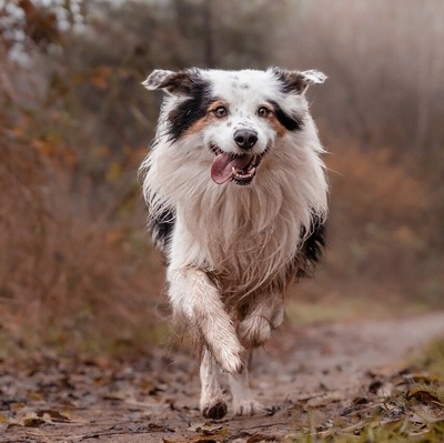 Border Sheepdog Breed - Facts, Pet Ratings, Care and More