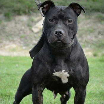 American Bully Breed Profile - All You Need To Know