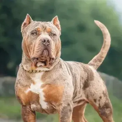 American Bully Breed Profile - All You Need To Know