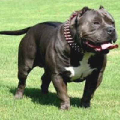 American Bully Breed Profile - All You Need To Know