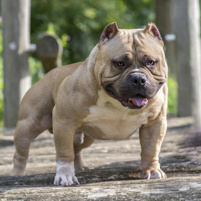 American Bully Breed Profile - All You Need To Know