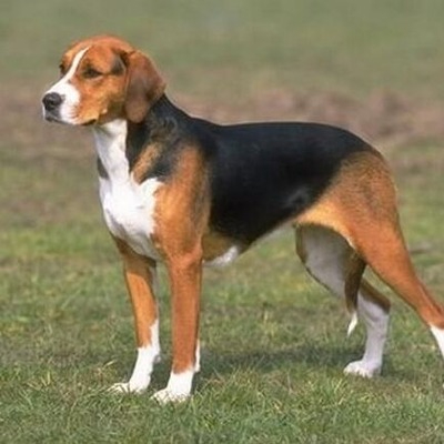American English Coonhound - What You Need to Know