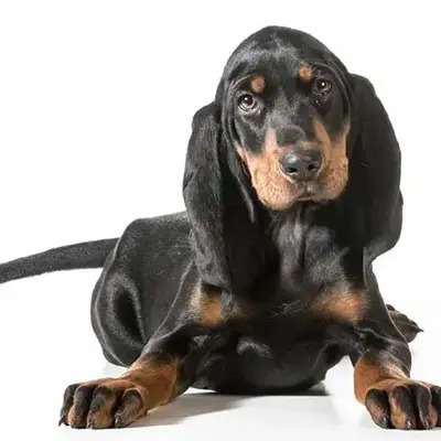 American English Coonhound - What You Need to Know
