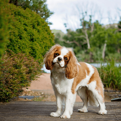 Cavalier King Charles Spaniel- Characteristics and Facts