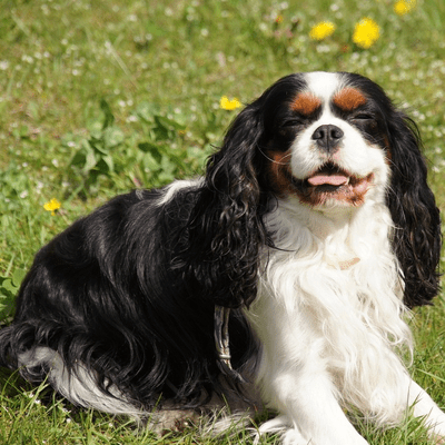 Cavalier King Charles Spaniel- Characteristics and Facts