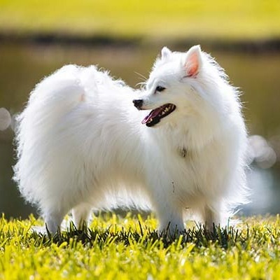 American Eskimo Dog - Complete Breed Profile