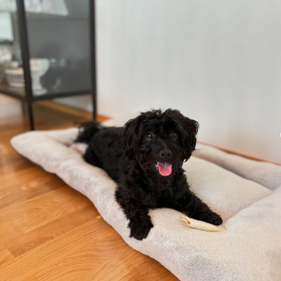 Terripoo Breed - Facts, Traits, & Care Tips and More