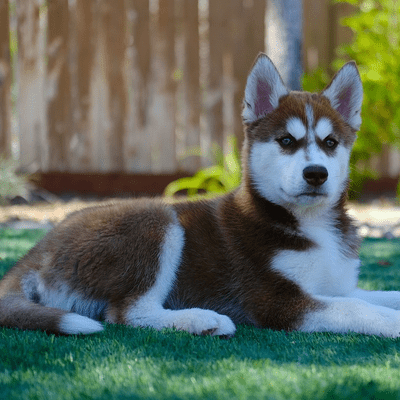 Siberian Husky Breed Profile-Everything You Should Know