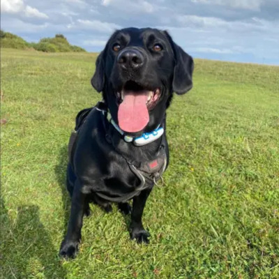 Springador Dog Breed - History, Health, and Facts