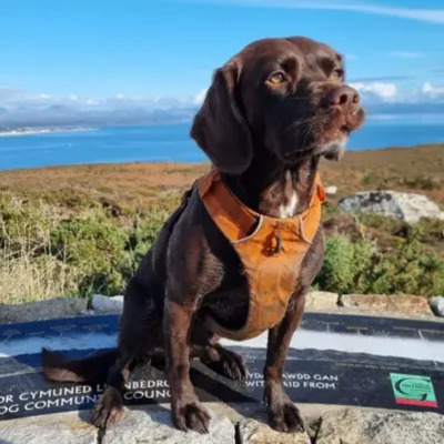 Springador Dog Breed - History, Health, and Facts