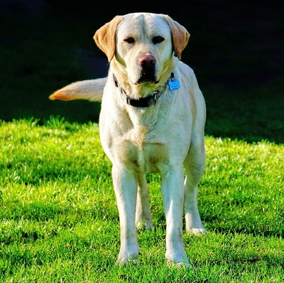 Springador Dog Breed - History, Health, and Facts