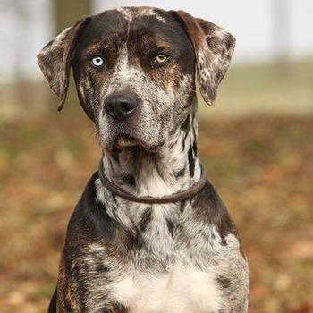American Leopard Hound Breed - Complete Profile