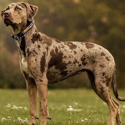 American Leopard Hound Breed - Complete Profile