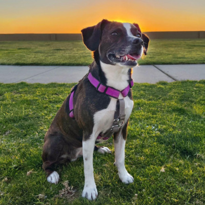 Boglen Terrier- Essential Information and Characteristics