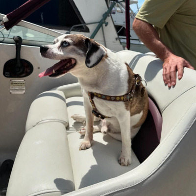 Boglen Terrier- Essential Information and Characteristics