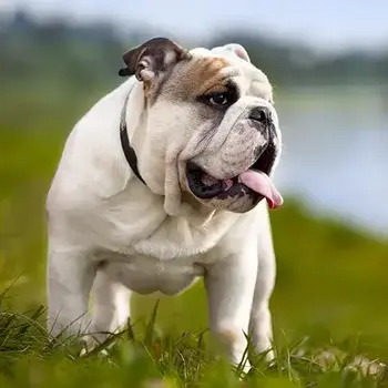 American Pit Bull Terrier - Complete Breed Profile