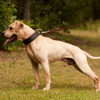 American Pit Bull Terrier - Complete Breed Profile