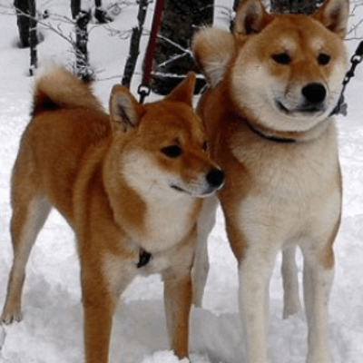 Shiba Inu Dog - Traits, Facts, Care, Grooming and More!