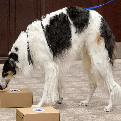 Borzoi- Facts and Information of Majestic Companions