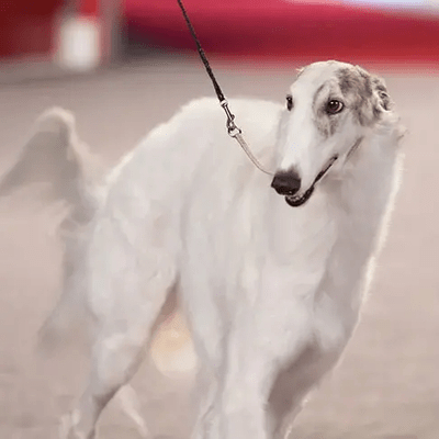 Borzoi- Facts and Information of Majestic Companions