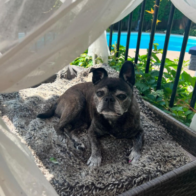 Bugg Dog Breed - Facts, Pet Ratings, Care and More