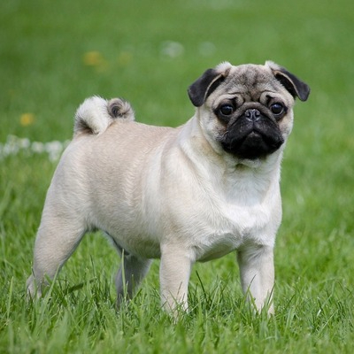 Bugg Dog Breed - Facts, Pet Ratings, Care and More