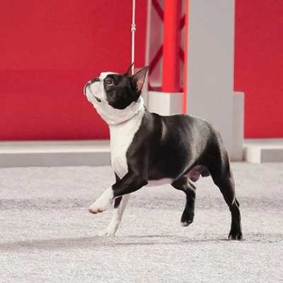 Bugg Dog Breed - Facts, Pet Ratings, Care and More