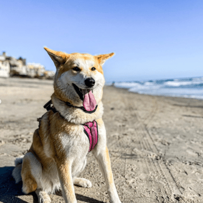 Akita Shepherd Mixed Dog - Everything You Need To Know