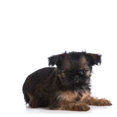 Brussels Griffon | Facts, Rating, Characteristics, and More