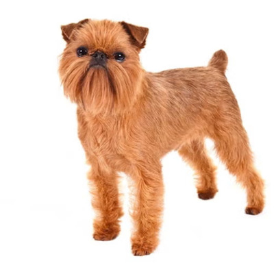 Brussels Griffon | Facts, Rating, Characteristics, and More