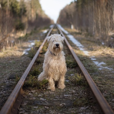 Soft-Coated Wheaten Terrier- Information & Characteristics