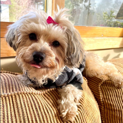 Yorkipoo Dog - Facts, History, Health, and Much More