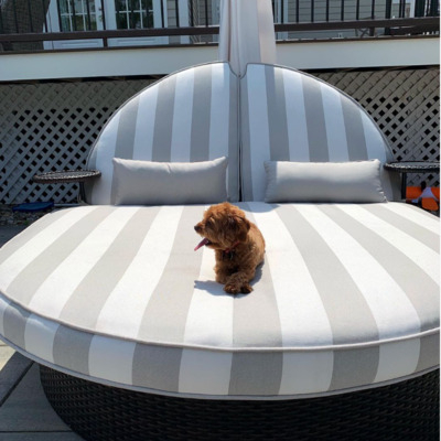 Yorkipoo Dog - Facts, History, Health, and Much More