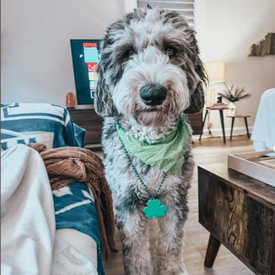 Sheepadoodle Dog - Facts, History, Health, and Much More