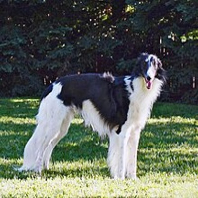 Silken Windhound Dog - Information, Facts, Ratings and More