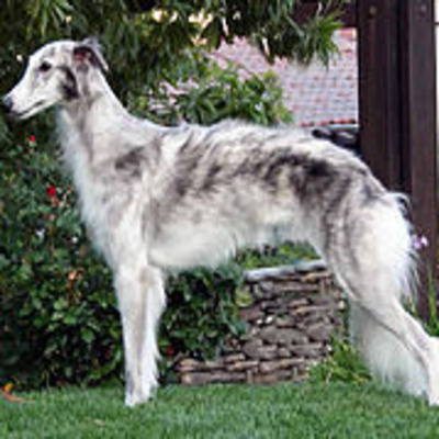 Silken Windhound Dog - Information, Facts, Ratings and More