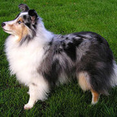 Shetland Sheepdog Breed - Facts, Pet Ratings, Care, and More