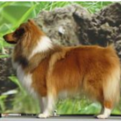 Shetland Sheepdog Breed - Facts, Pet Ratings, Care, and More