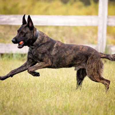 Dutch Shepherd - Characteristics, Traits, Facts, and Ratings!